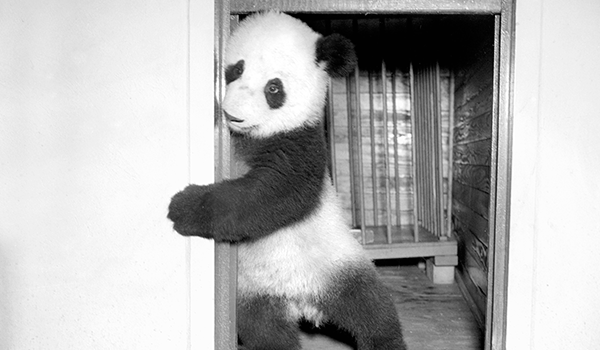 Panda Populations Are Growing, But Their Habitat Remains at Risk ...