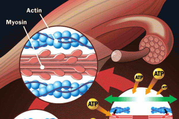 How Muscles Work HowStuffWorks