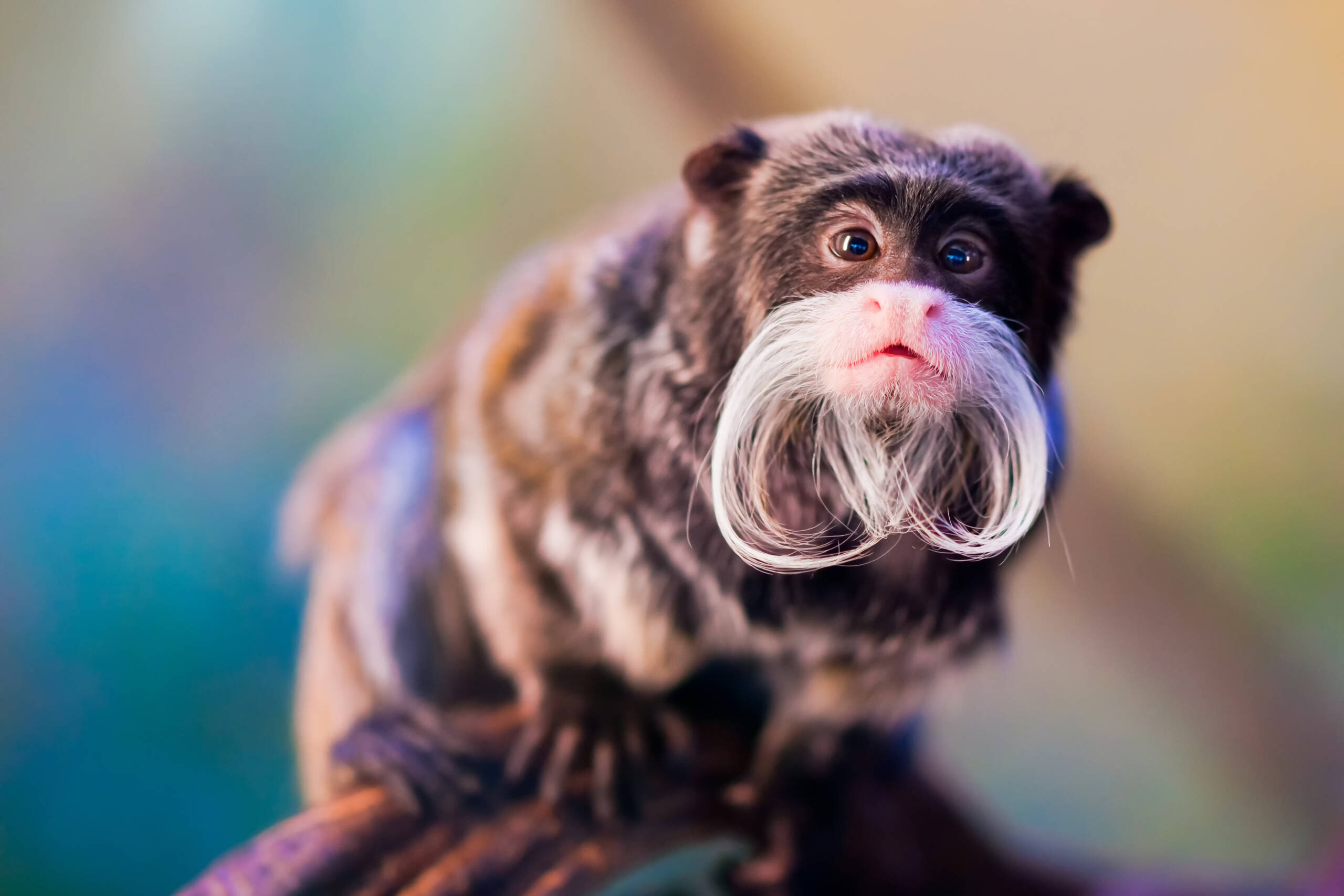 Weird Animals In The World Weird Animals In The World