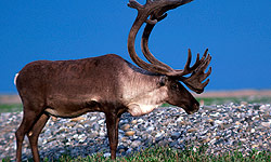 Everything I Need to Know I Learned ... Caribou Tracking | MapQuest Travel