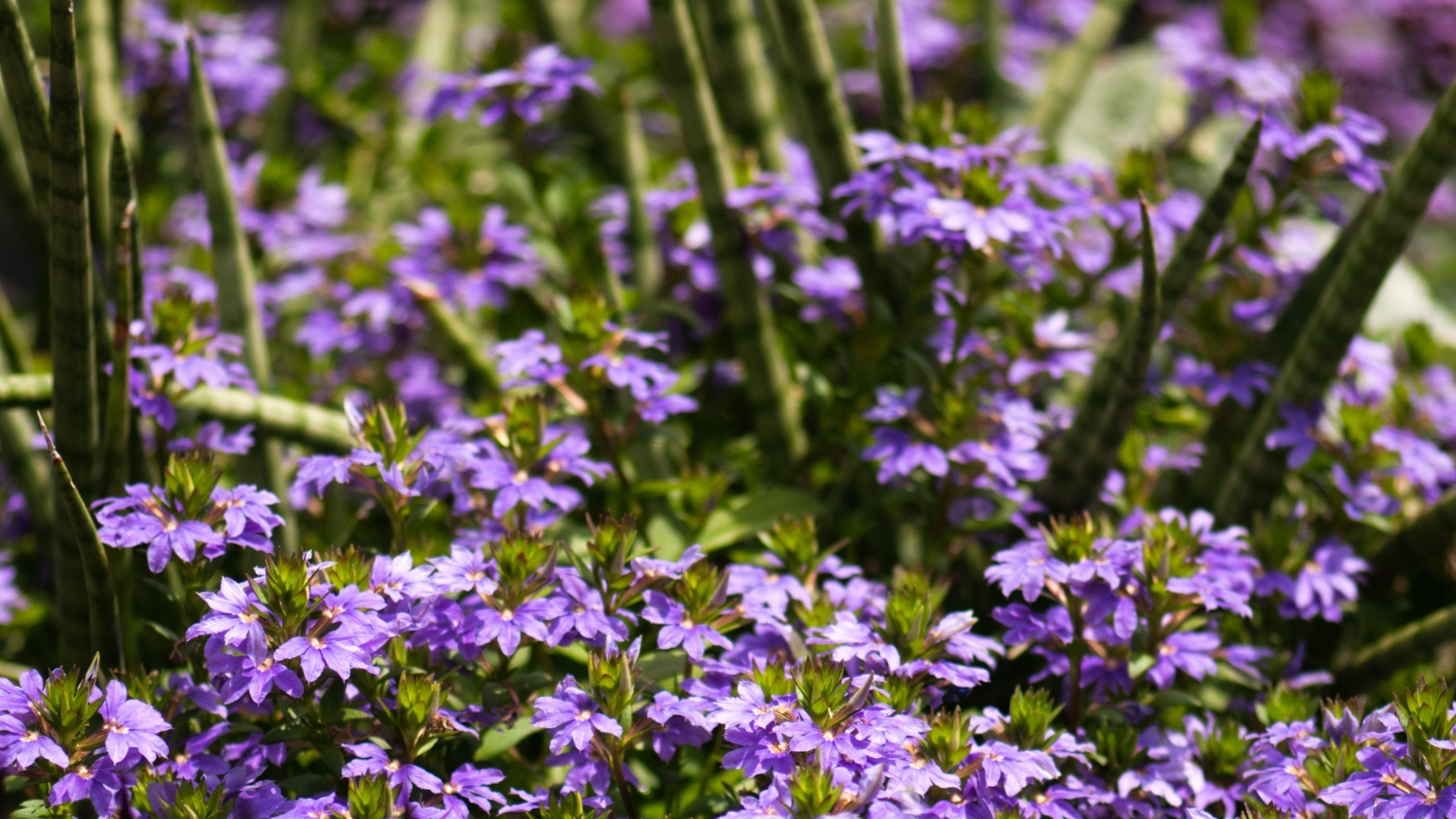Scaevola Flower Annual Or Perennial | Best Flower Site