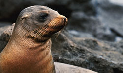 The Ultimate Seal Quiz | HowStuffWorks