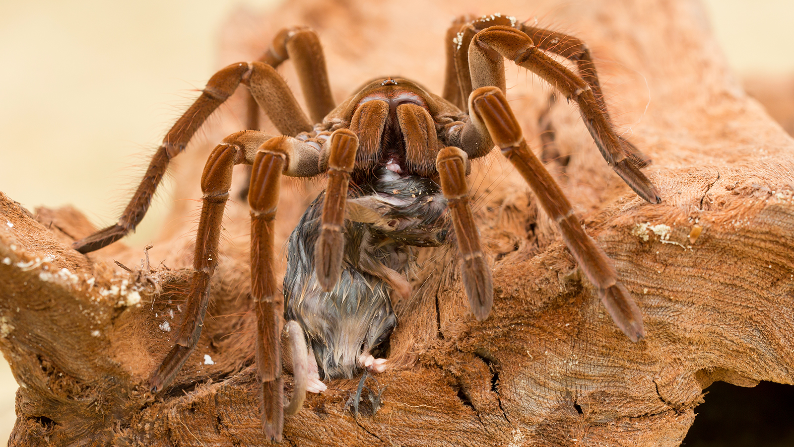 Giant Spider Eating Bird Goliath Bird Eating Spider | San Diego Zoo
