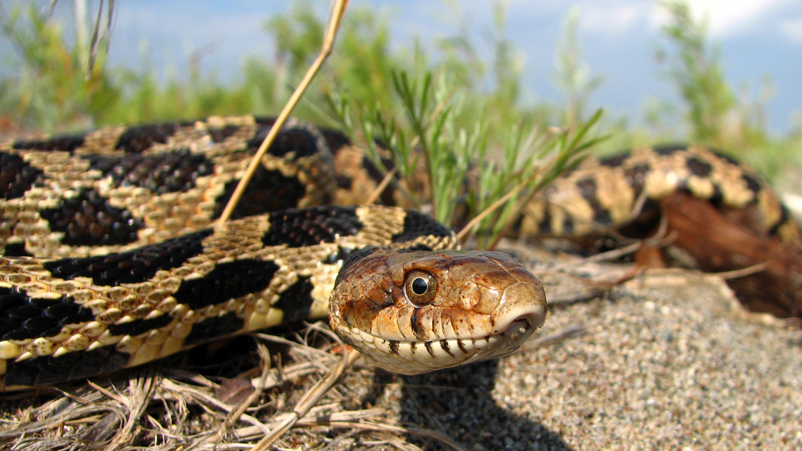Fox Snake Eggs