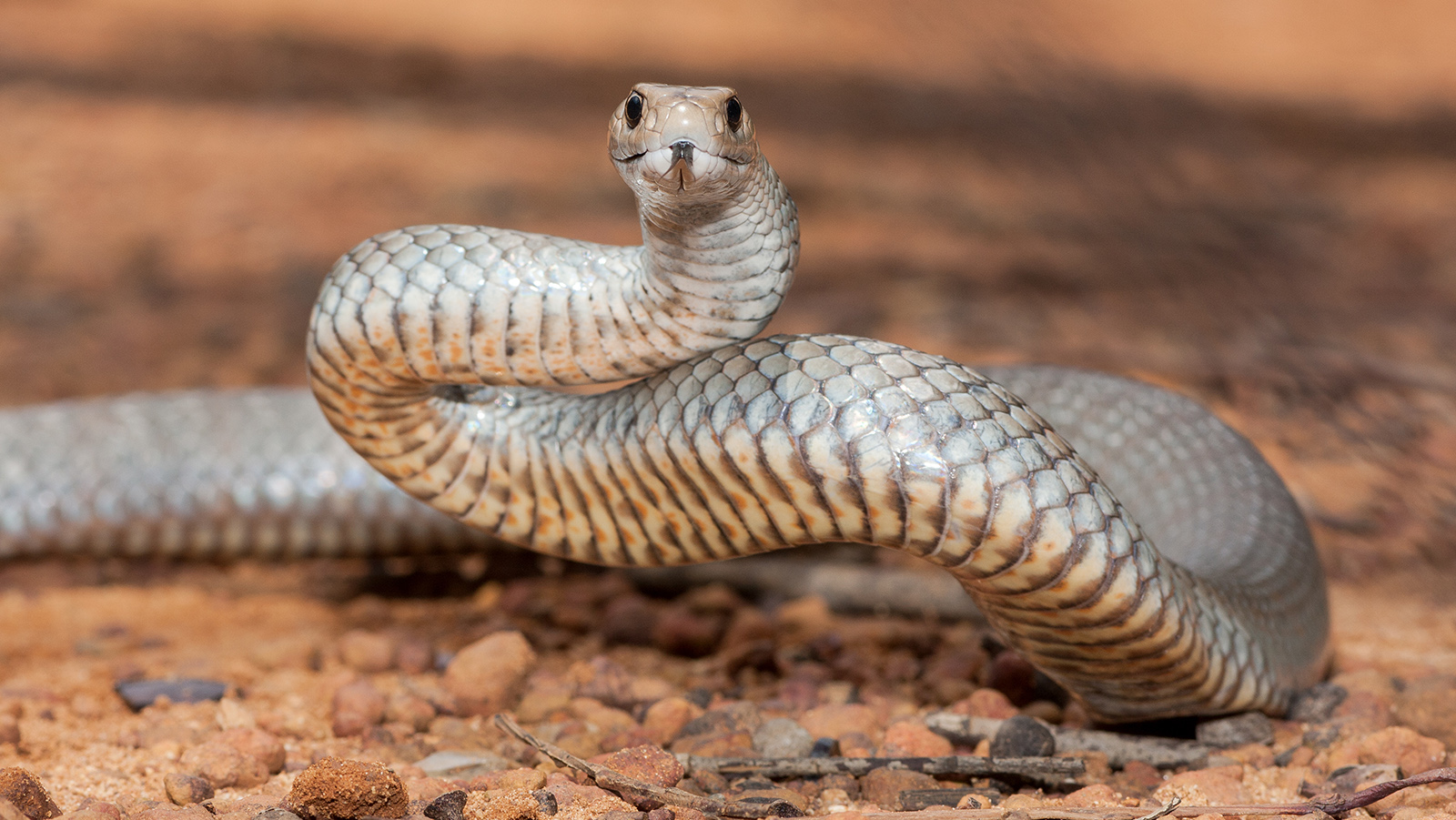 Australian Brown Snakes