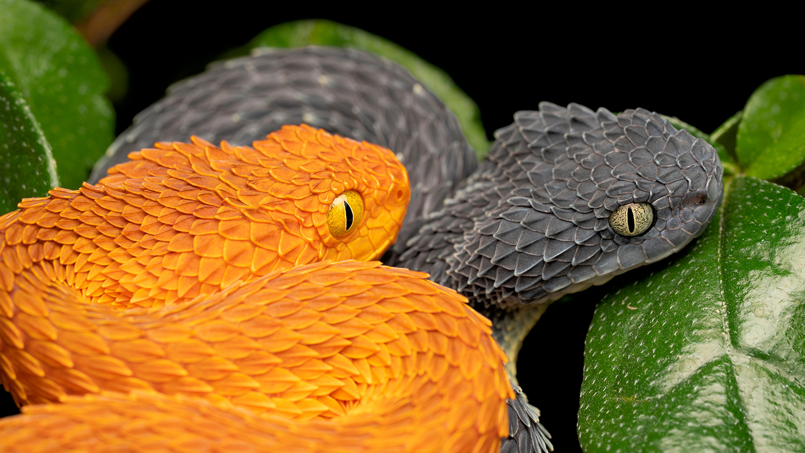 Animals Snakes Reptiles Orange