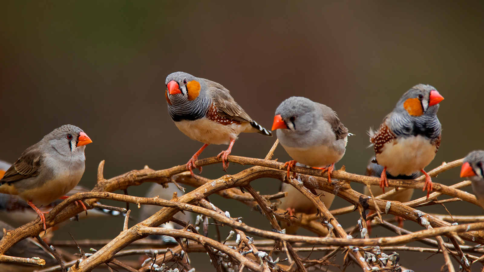 A Group Of Birds Is Called What