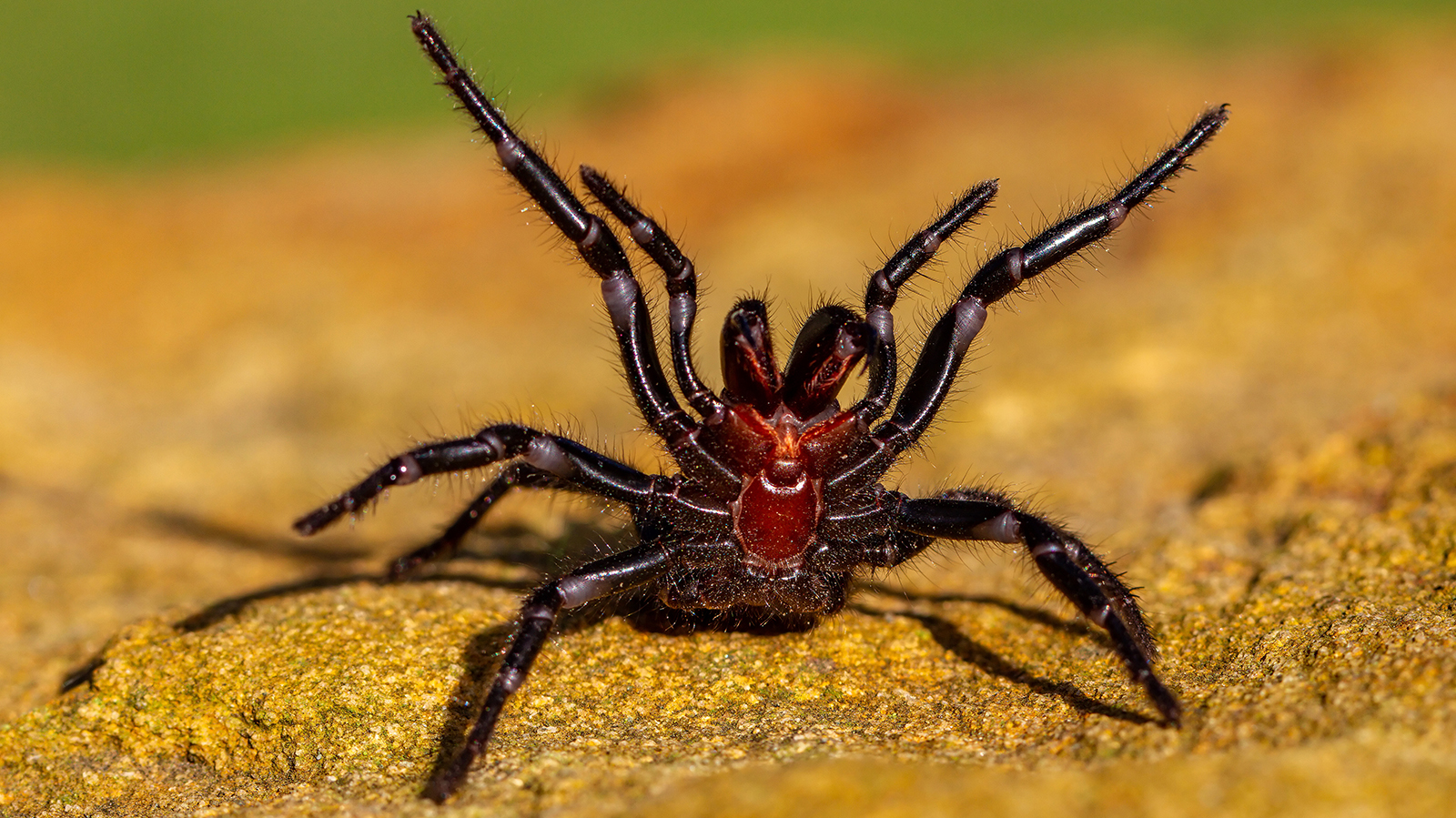 Brazilian Wandering Spider Fangs