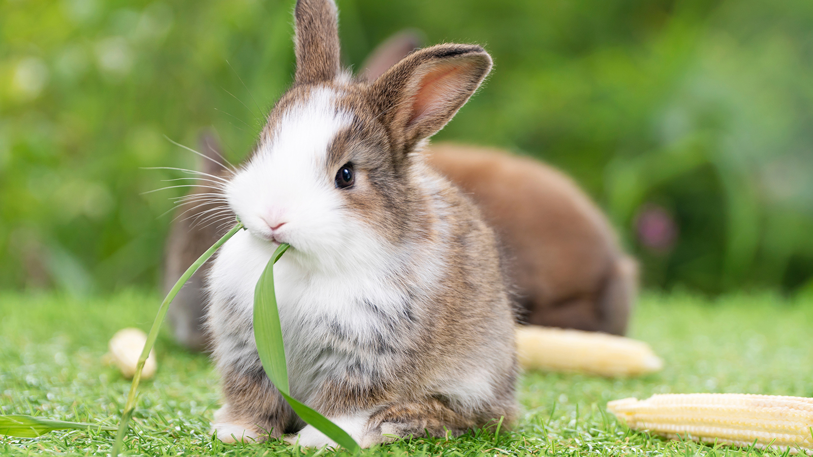 Wild Baby Rabbits Eat