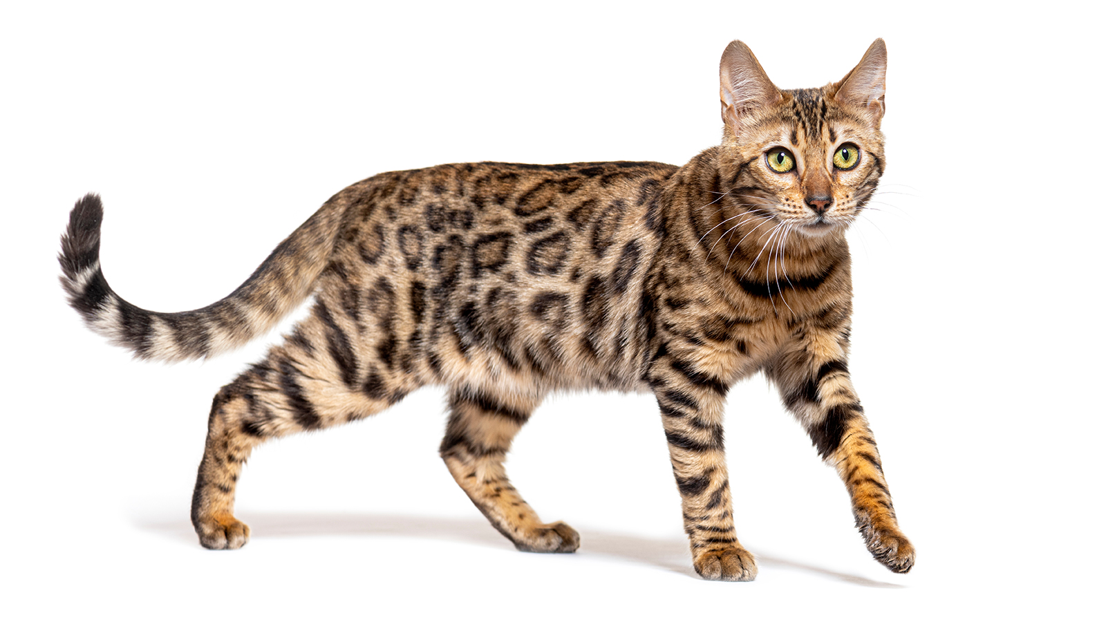 Silver Marble Bengal Cat Mix