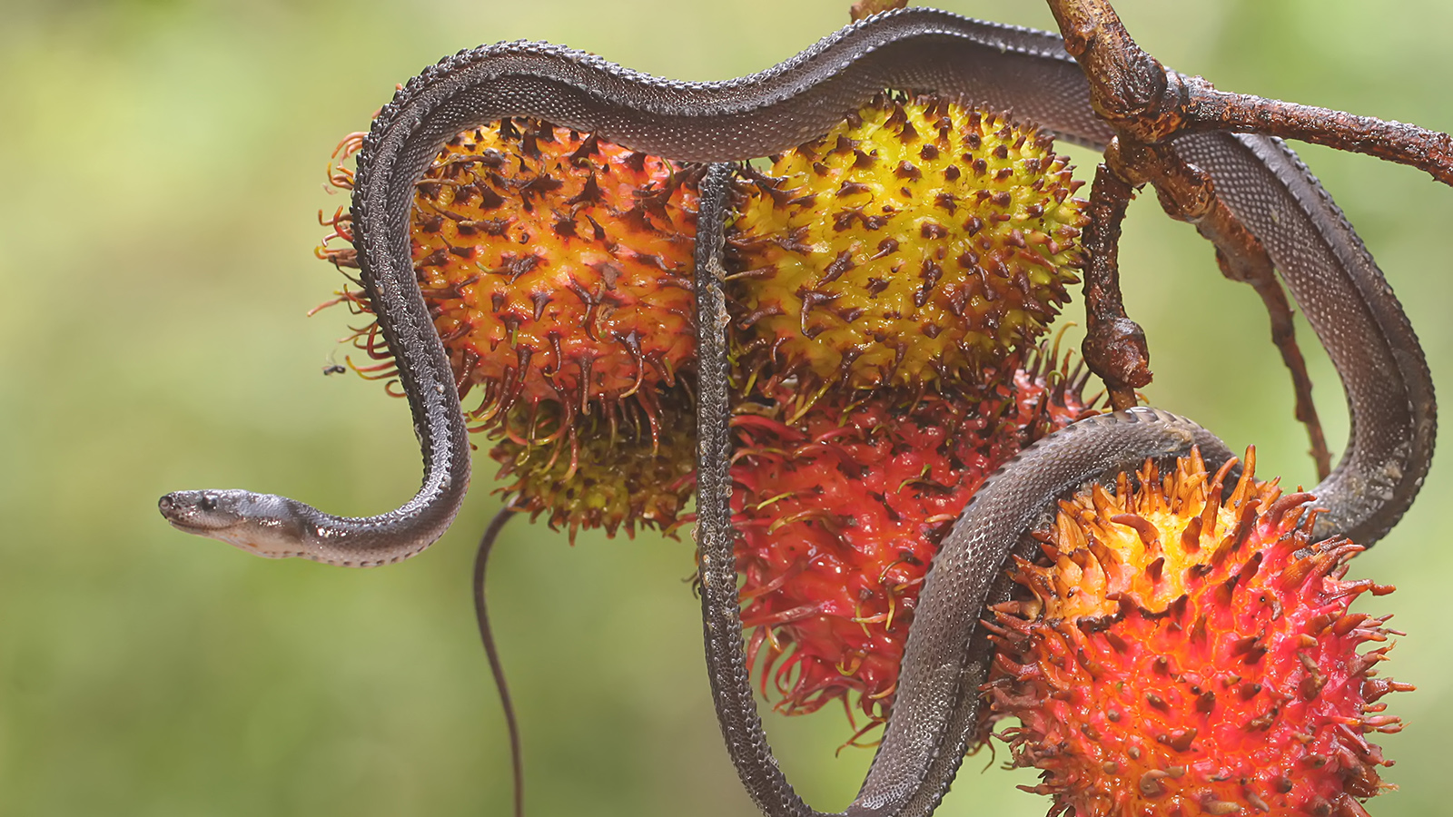 Dragon Snake Xenodermus Javanicus