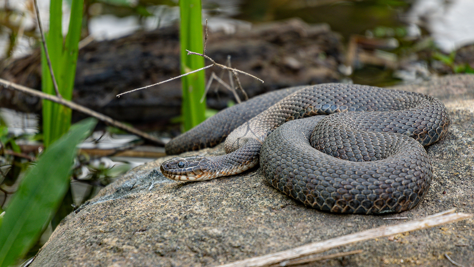 Brown Water Snake Belly