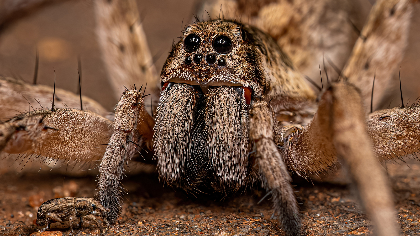 Wolf Spider Information