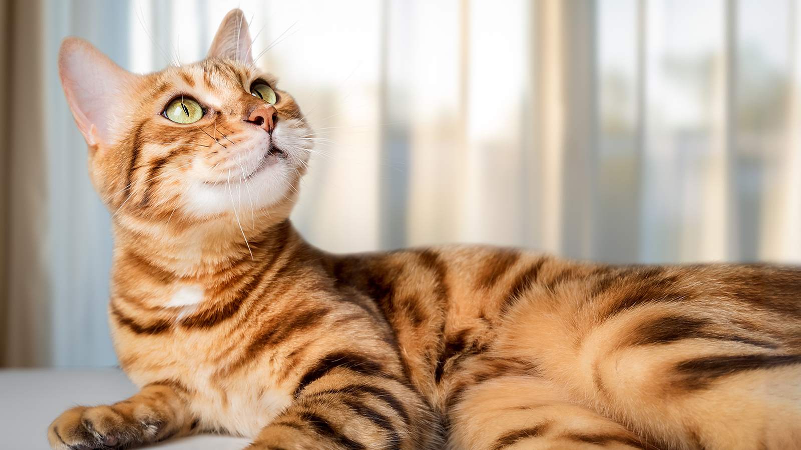 Female Cat Names Kitty