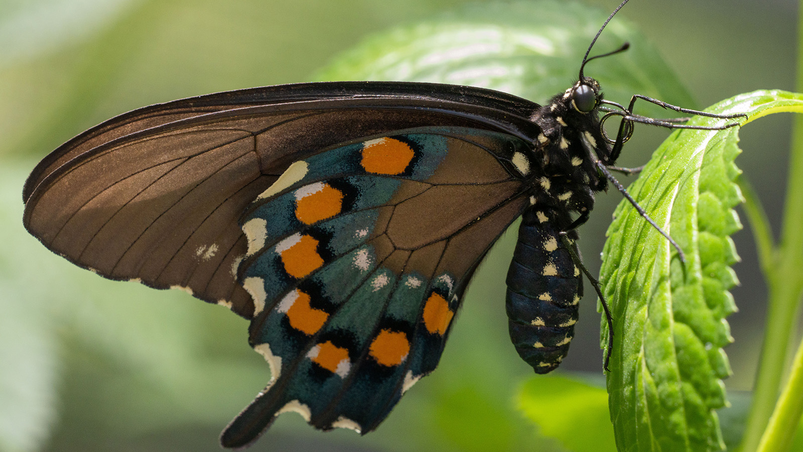 Types Of Swallowtail Butterflies Swallowtail Butterfly Five Cedars