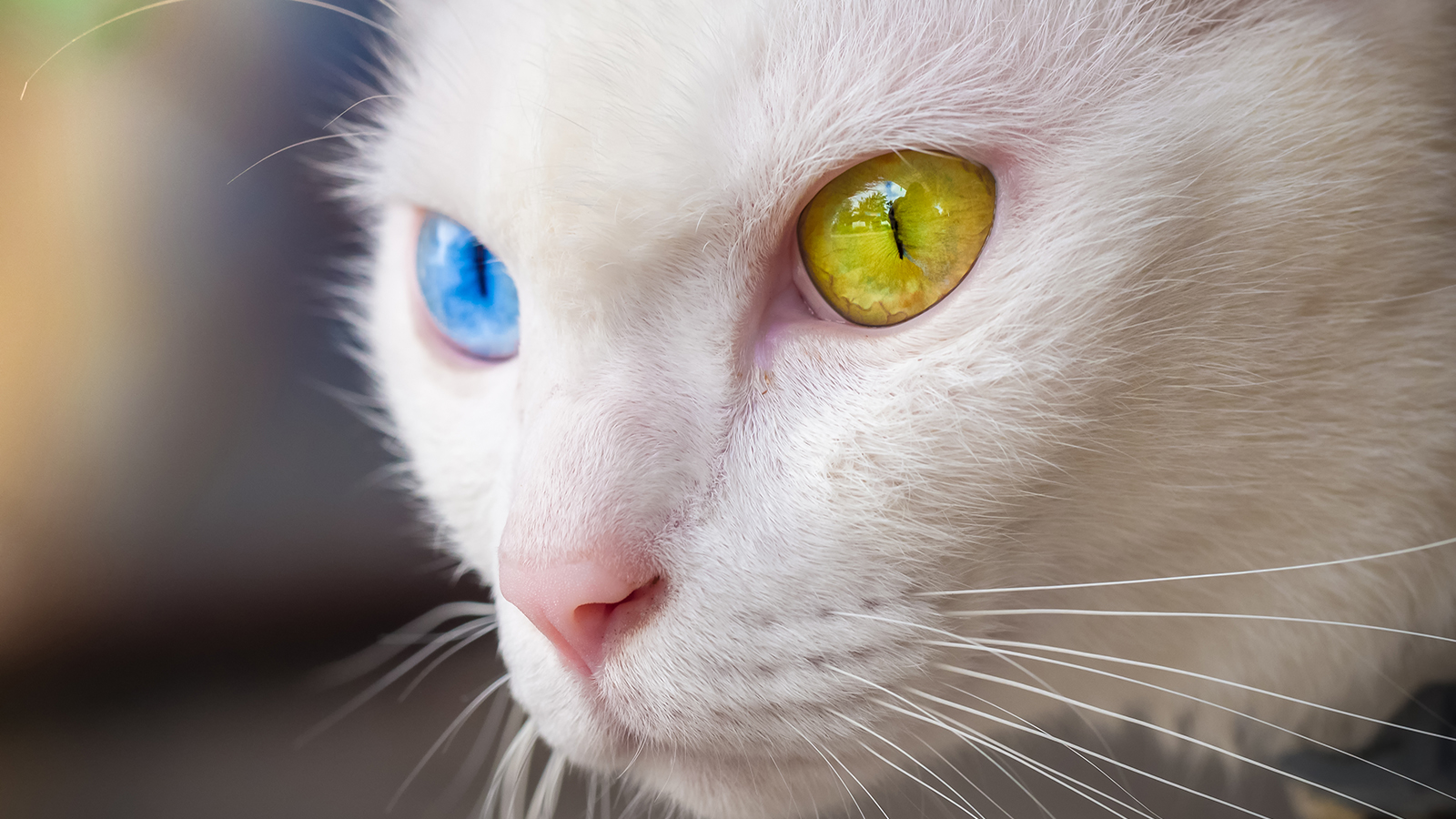 Different Colored Eyes Cat