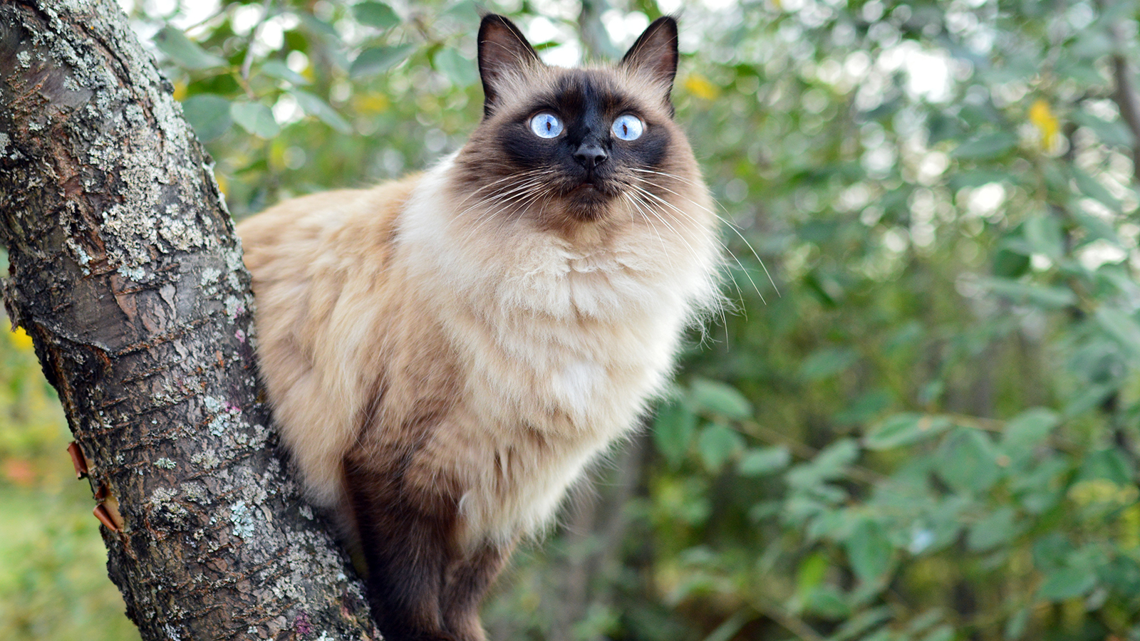 What Is A Balinese Cat And What Type Of Personality Does