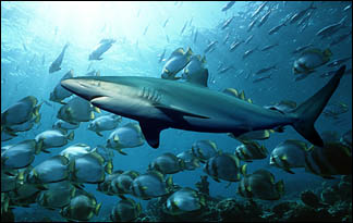 Top 10 Animal Skills | HowStuffWorks