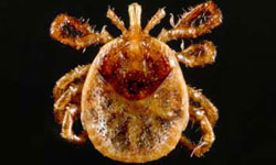 How can you prevent ticks from getting on cats? | HowStuffWorks