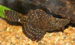 Spotted Pleco | HowStuffWorks