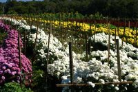 Staking Vegetables | HowStuffWorks