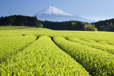Growing and Producing Tea - Growing Tea | HowStuffWorks