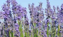 Can lavender plants cause allergies? | HowStuffWorks