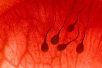 Understanding the Conception Process | HowStuffWorks