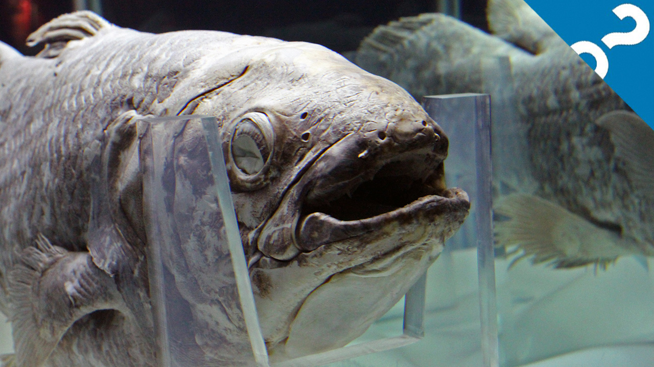 What the Stuff?!: 5 Bizarre Facts About the Coelacanth | HowStuffWorks