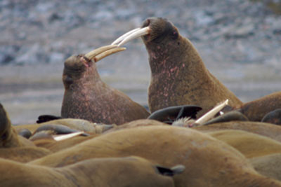Walrus Behavior and Reproduction | HowStuffWorks