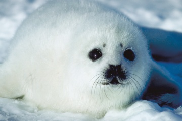 Why do we love cute things? | HowStuffWorks