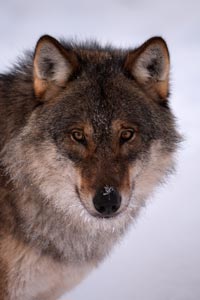 How Wolf Hunting Works | MapQuest Travel