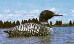 6: World's Largest Floating Loon: Virginia, Minn. - World's Largest ...